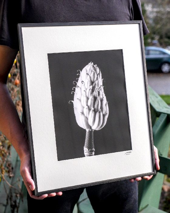 Photo Prints :: freikugel